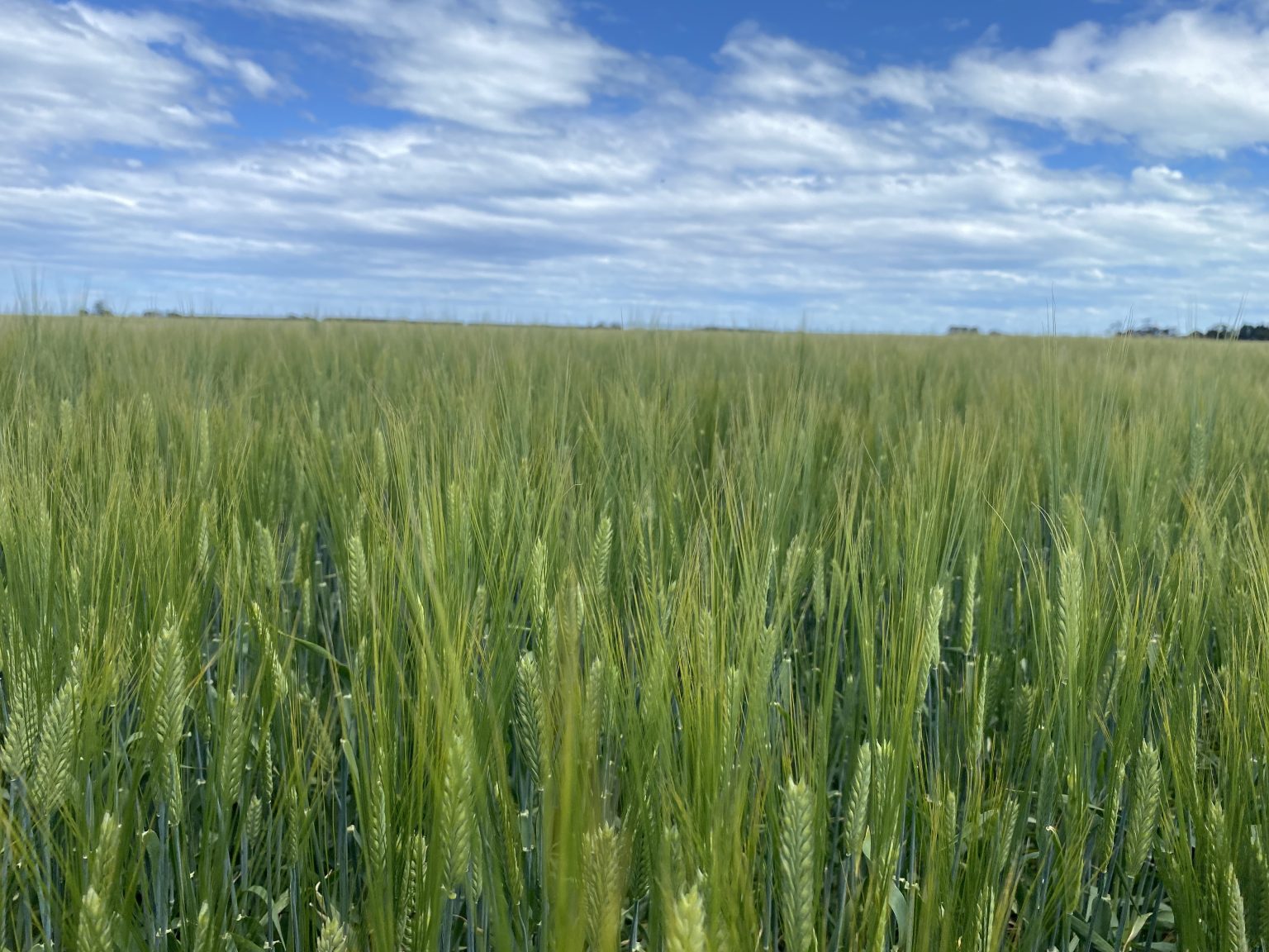 Wasedori Barley - Midlands Seed NZ