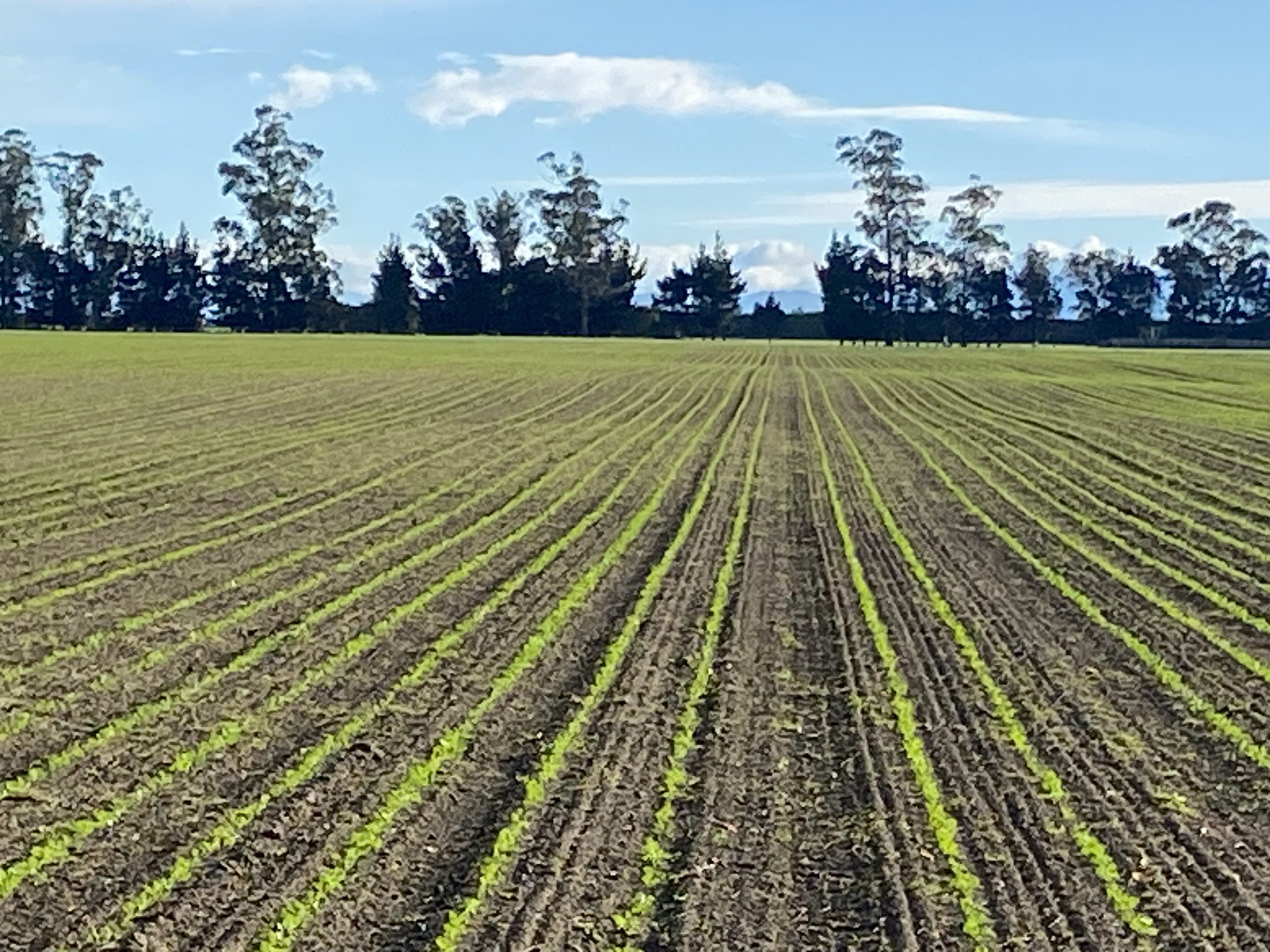 WOSR - Janosh - Pye - Midlands Seed NZ